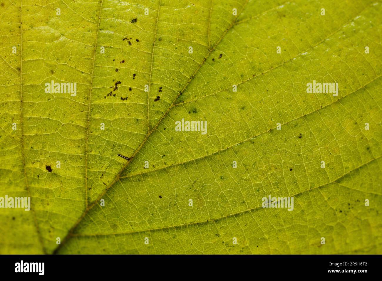 Leaf of a deciduous tree in autumn created in detail in the studio ...