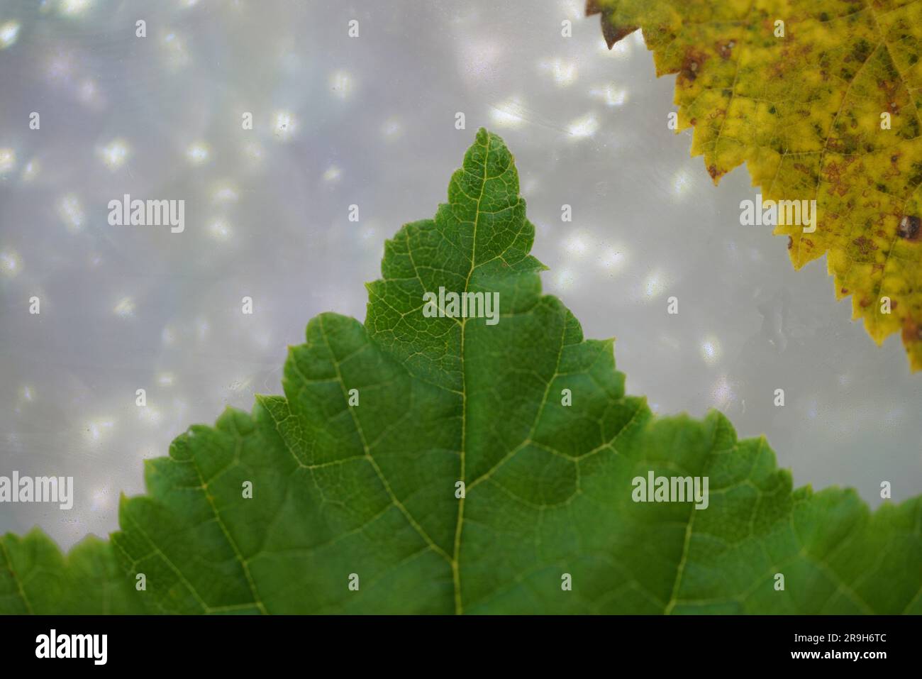 Leaf of a deciduous tree in autumn created in detail in the studio ...