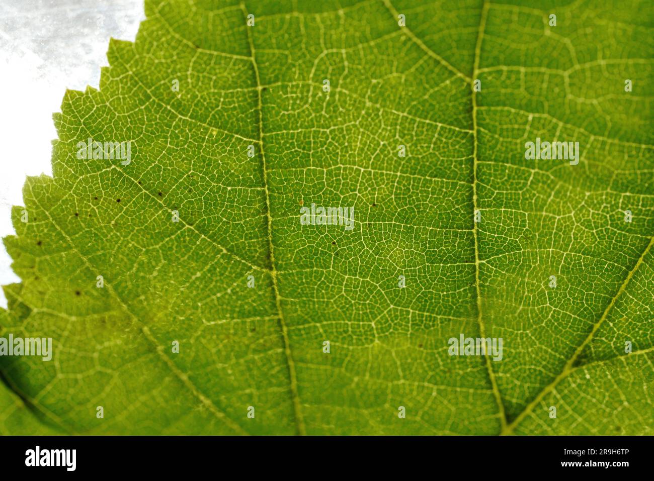 Leaf of a deciduous tree in autumn created in detail in the studio ...