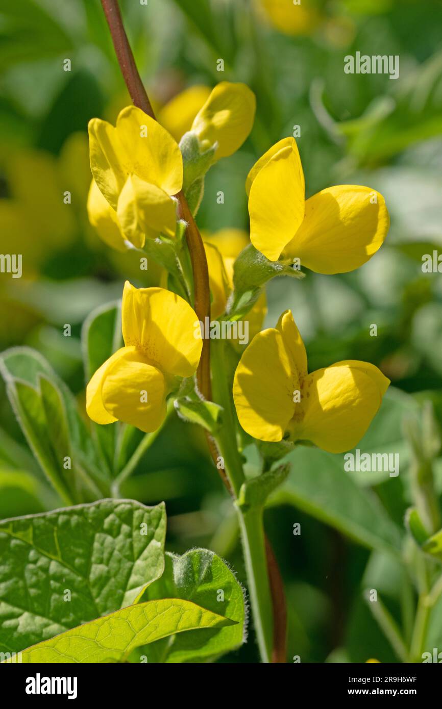 Thermopsis hi-res stock photography and images - Alamy