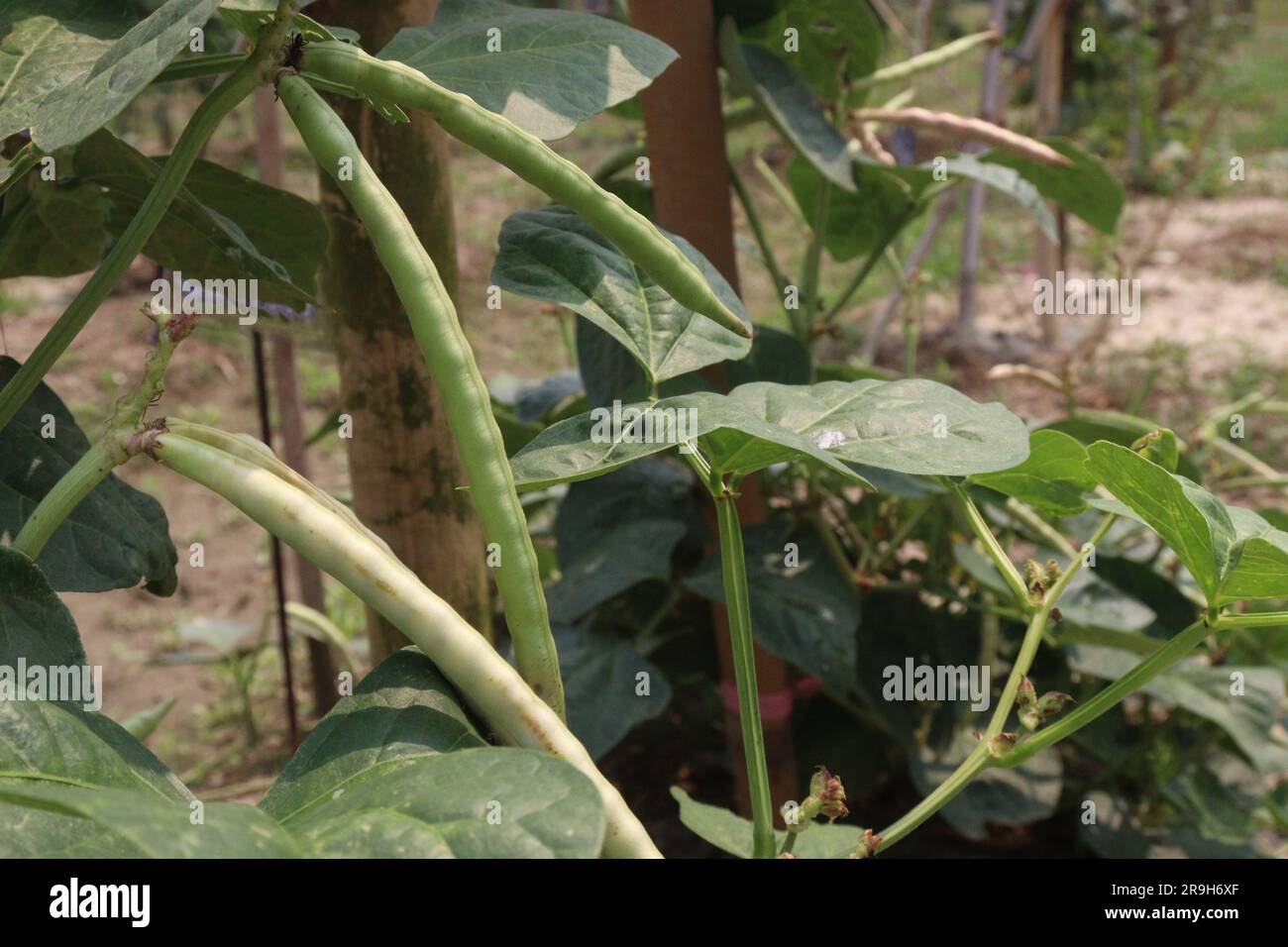 ripe cow pea bean on tree in farm for harvest are cash crops Stock ...