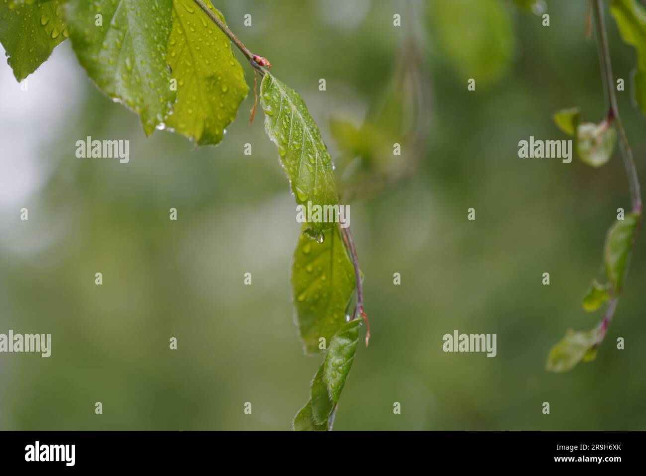 Leaves of deciduous trees in lush green Stock Photo - Alamy