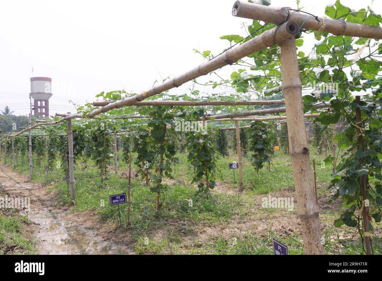 Healthy Snake Gourd on tree in farm for harvest are cash crops Stock ...