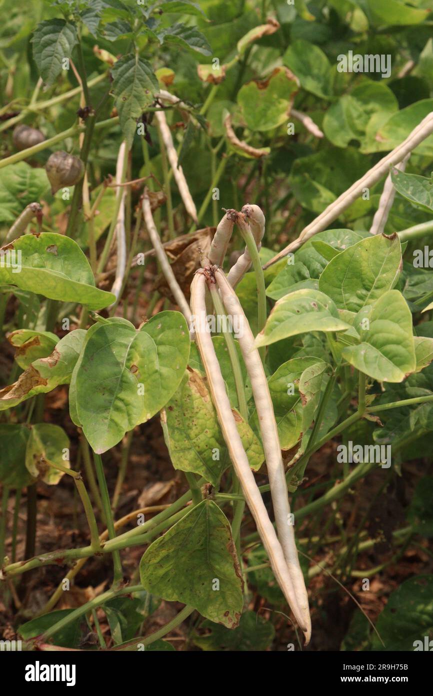 ripe cow pea bean on tree in farm for harvest are cash crops Stock ...