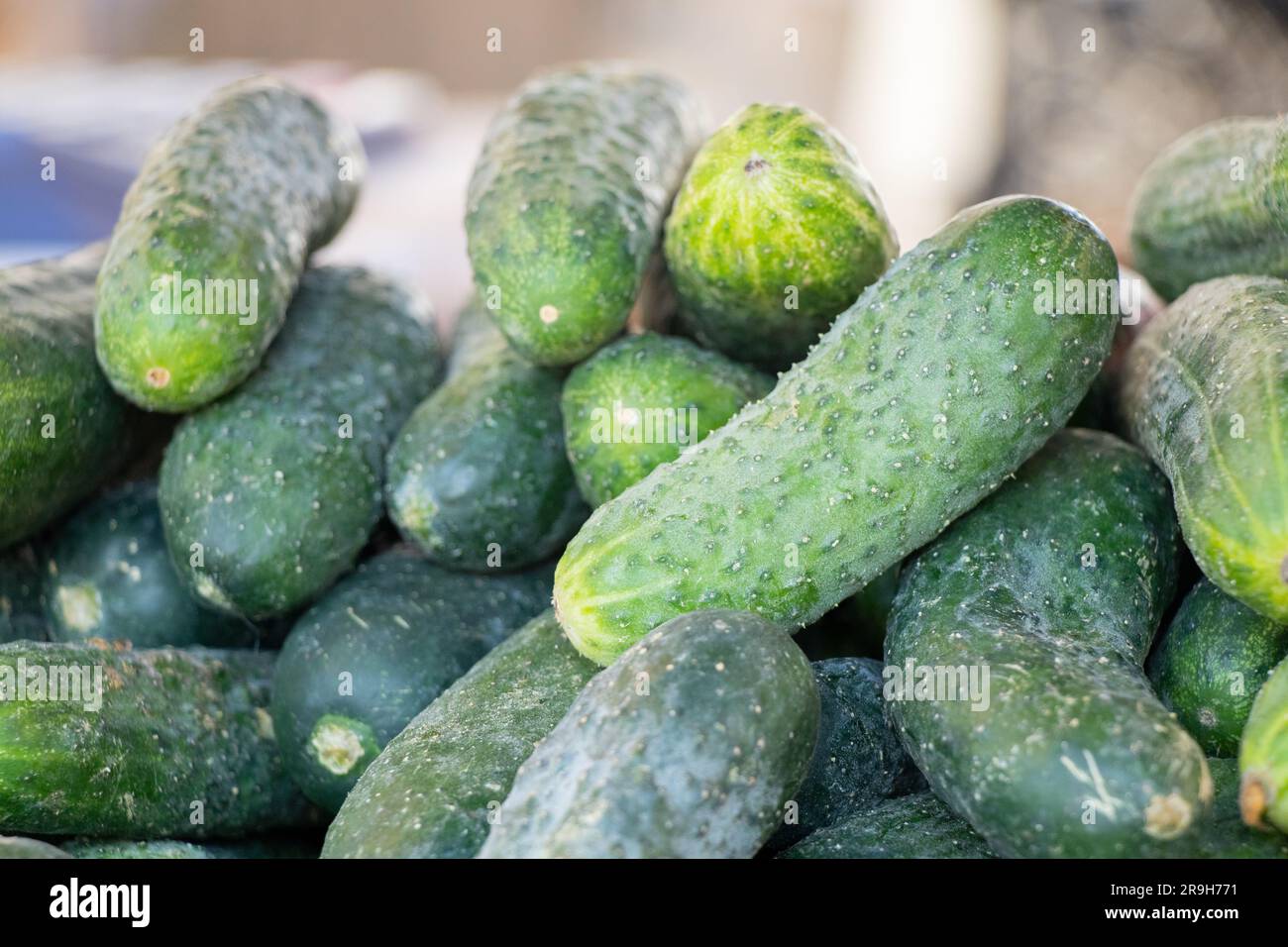 Cucumber harvest farmers from hi-res stock photography and images - Alamy