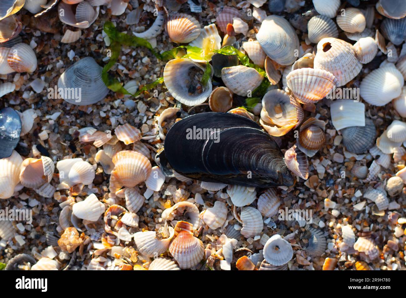 shells and pebbles as background Stock Photo - Alamy