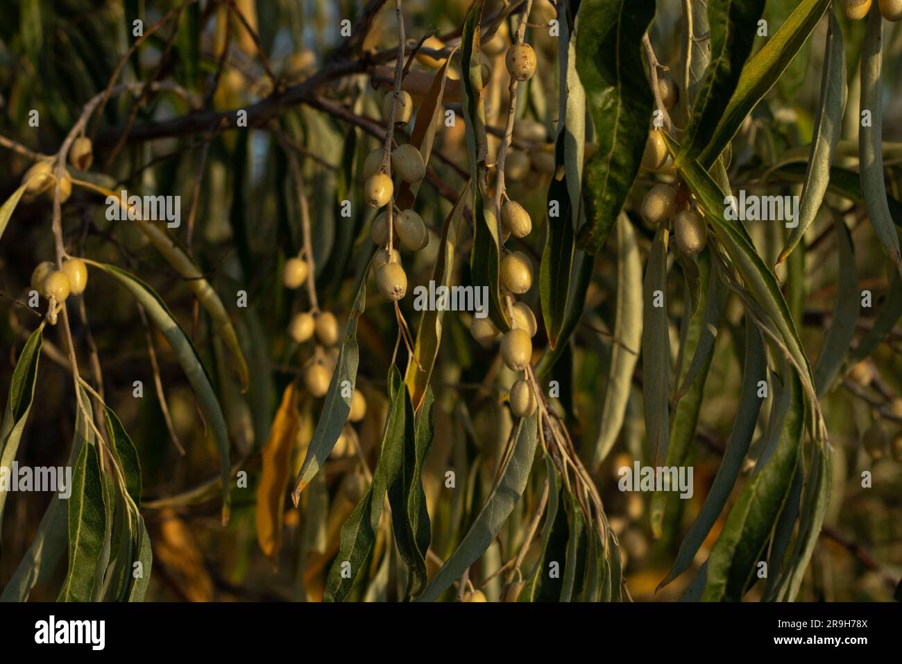 Sea buckthorn tree in early summer in the sun Stock Photo - Alamy