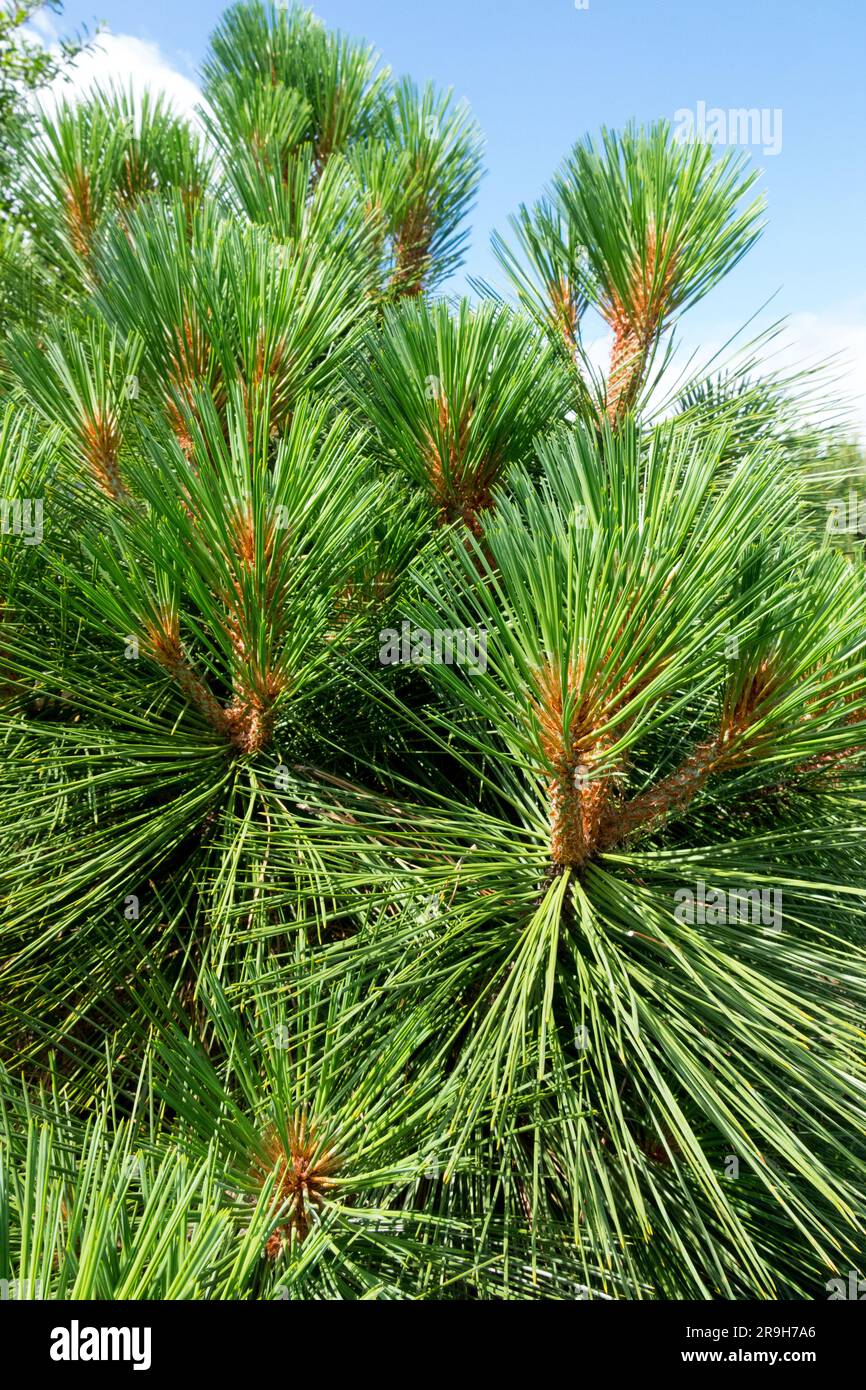 Jeffrey Pine Pinus jeffreyi "Joppi Stock Photo - Alamy