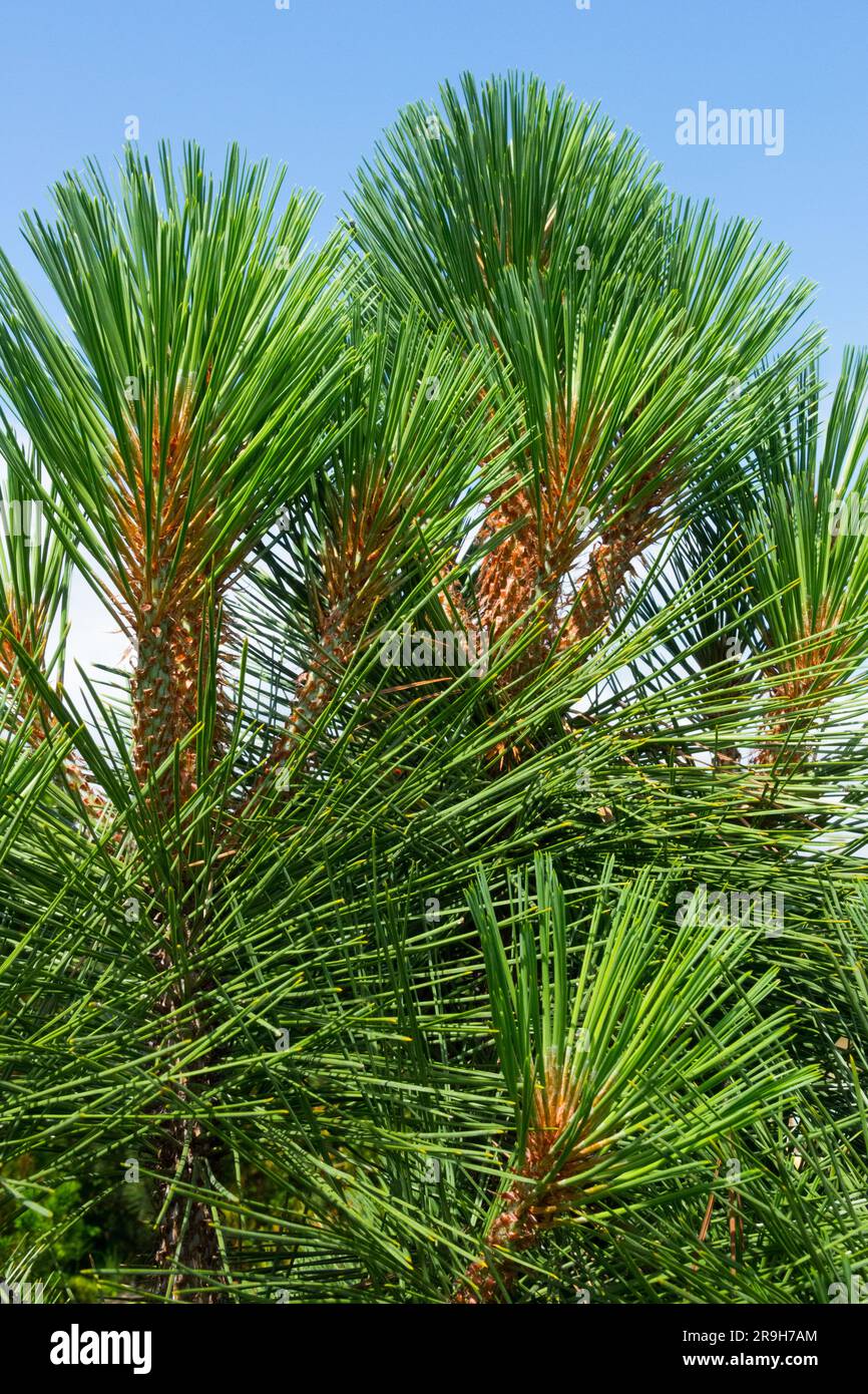 Jeffrey pine hi-res stock photography and images - Alamy