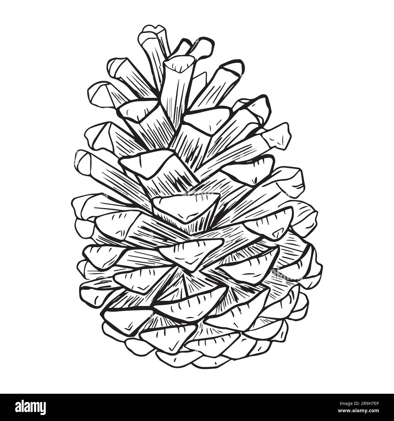 Pine cone. Hand-drawn vector illustration. Isolated elements for design ...