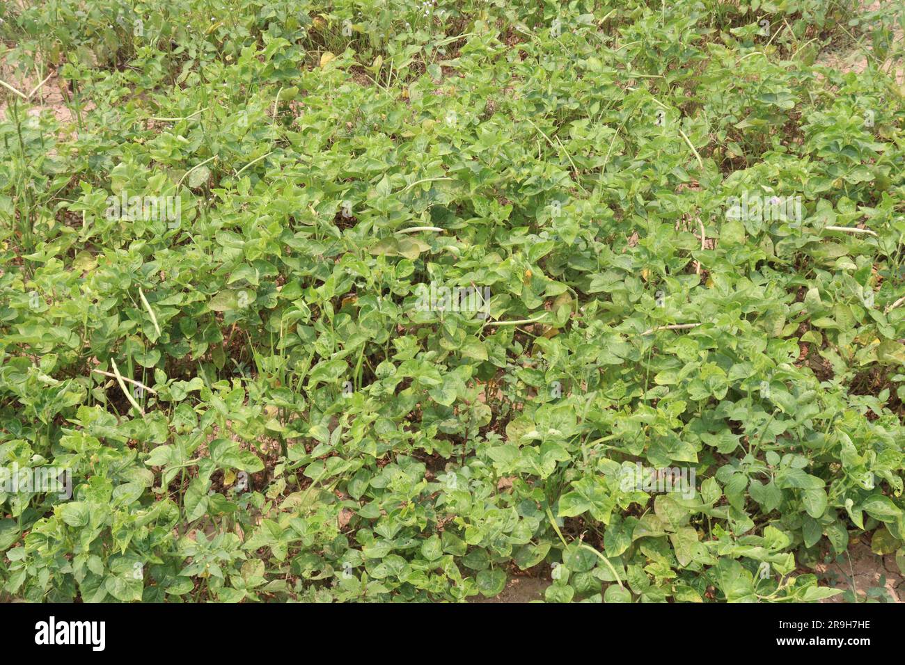 ripe cow pea bean on tree in farm for harvest are cash crops Stock ...