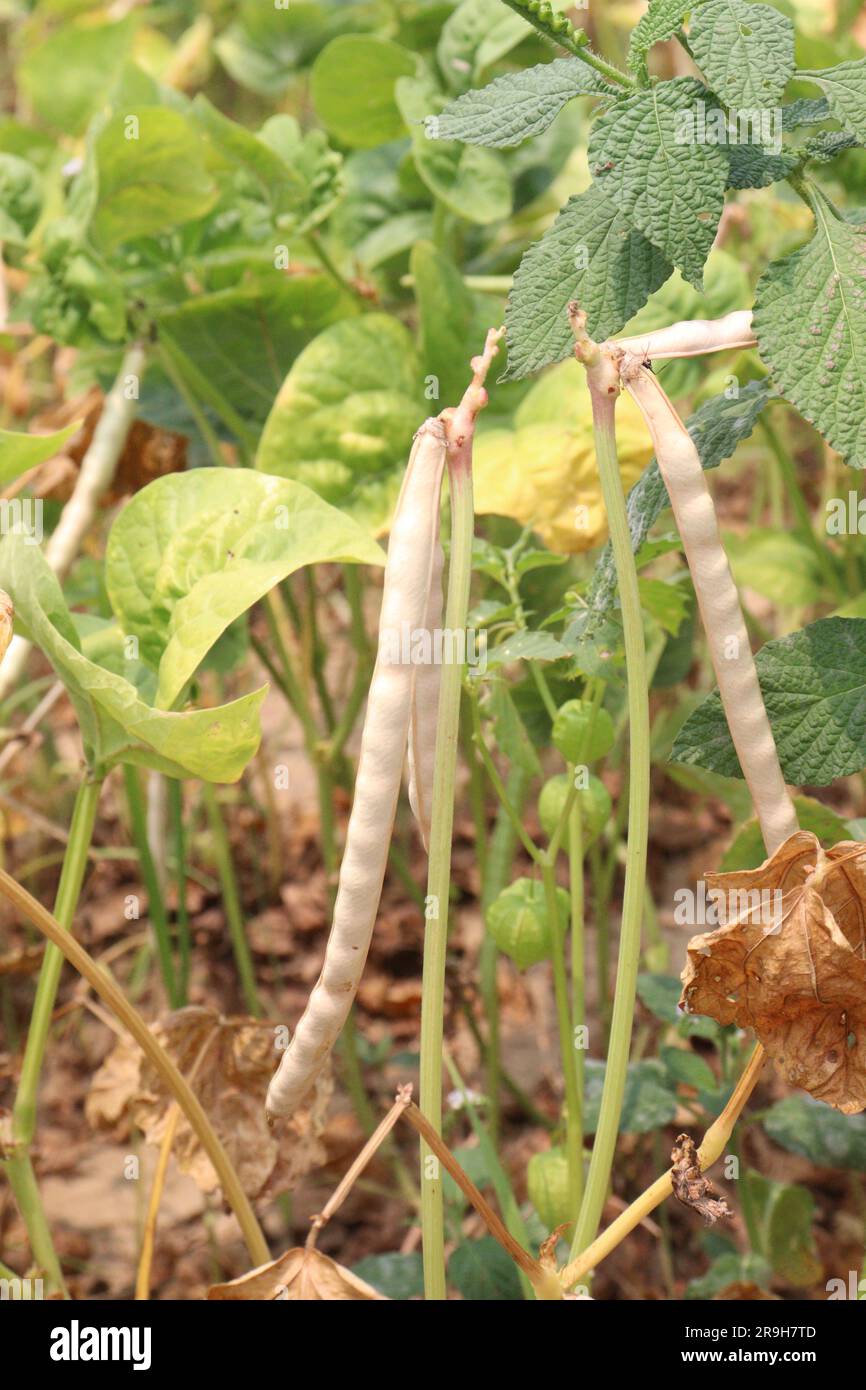 ripe cow pea bean on tree in farm for harvest are cash crops Stock ...