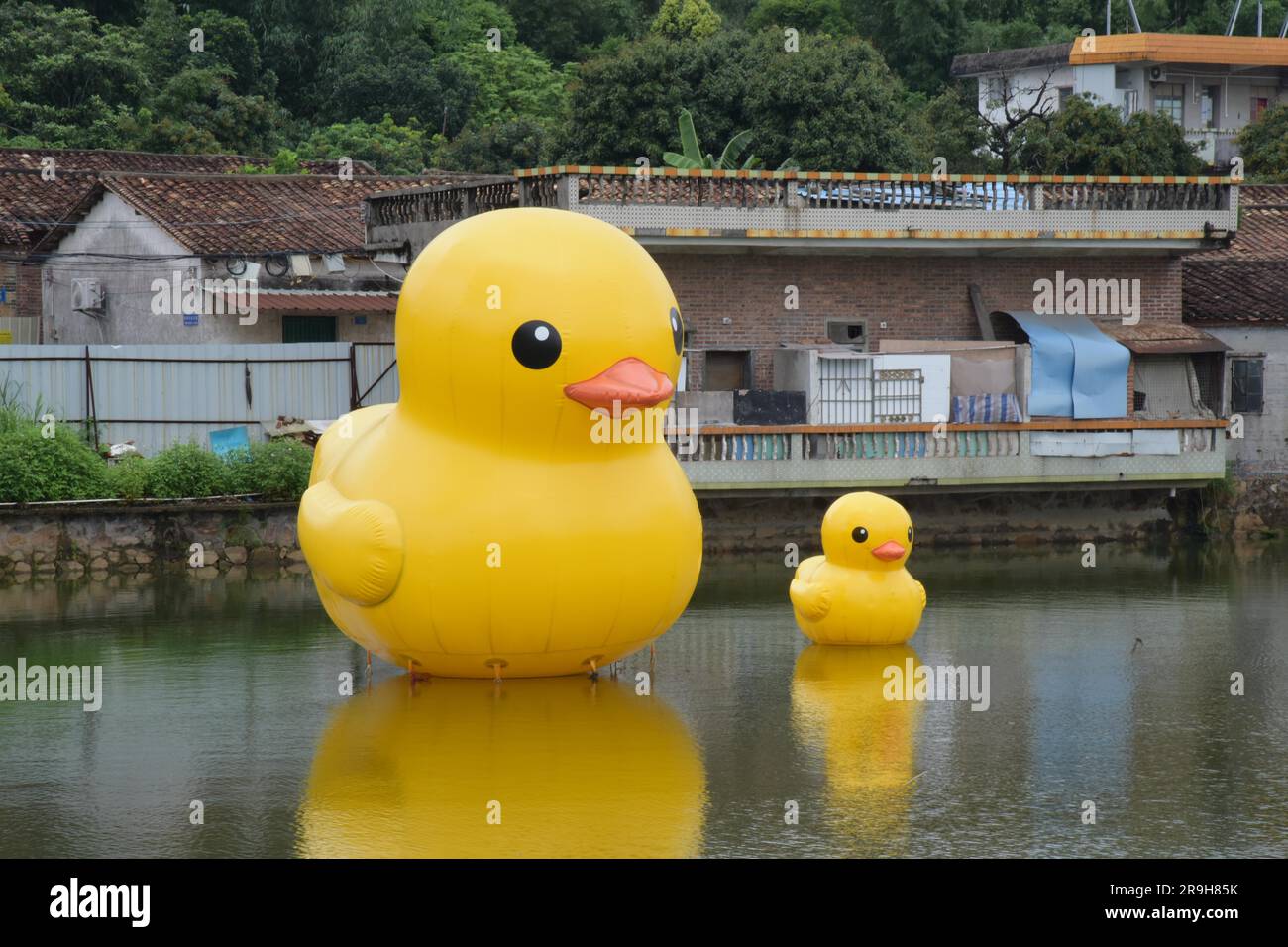 One big inflatable yellow duck and one little inflatable yellow duck ...