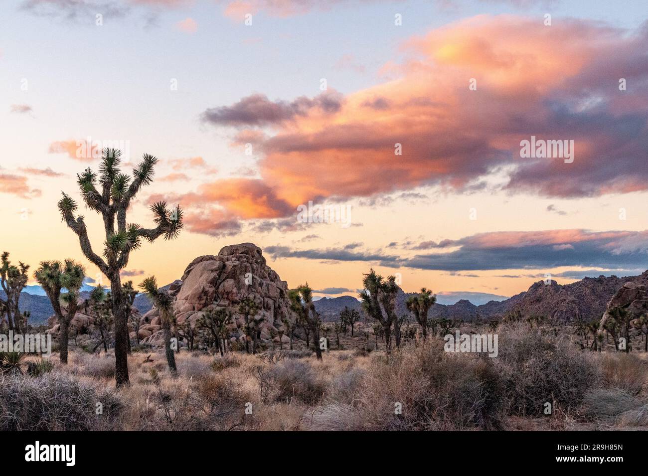 Overview of the Joshua Tree national park, showing sparsely distributed ...