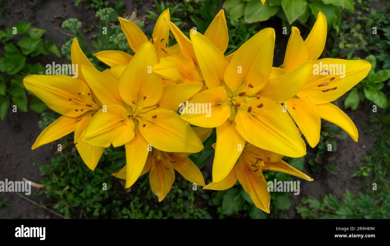Many yellow hybrids lilies 'Yellow' growing outdoors in the summer ...