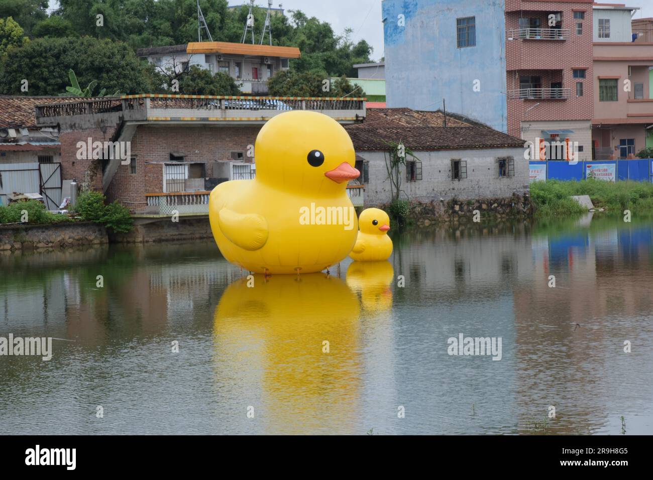 One big inflatable yellow duck and one little inflatable yellow duck ...