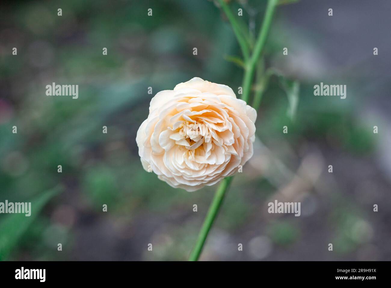 Pastel peach hi-res stock photography and images - Alamy