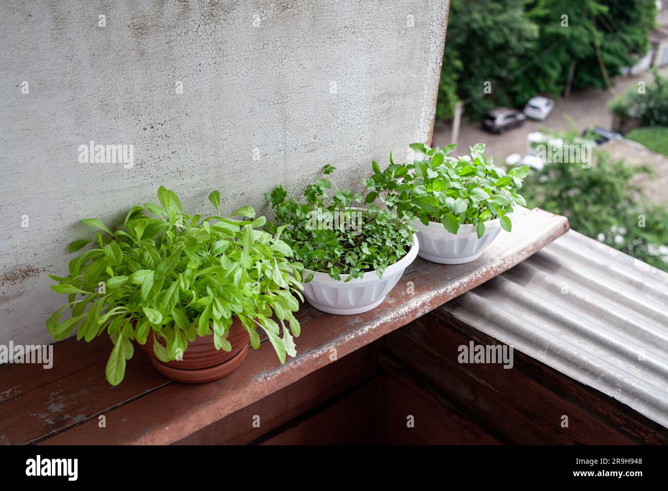 Various edible greens grow in pots on the balcony. Growing healthy ...