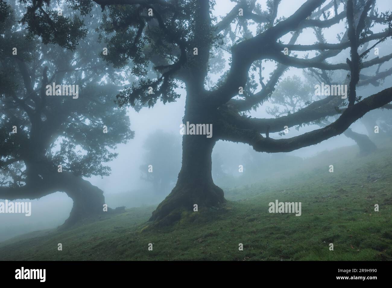 Fanal forest , old mystical tree in Madeira island, Unesco Stock Photo ...