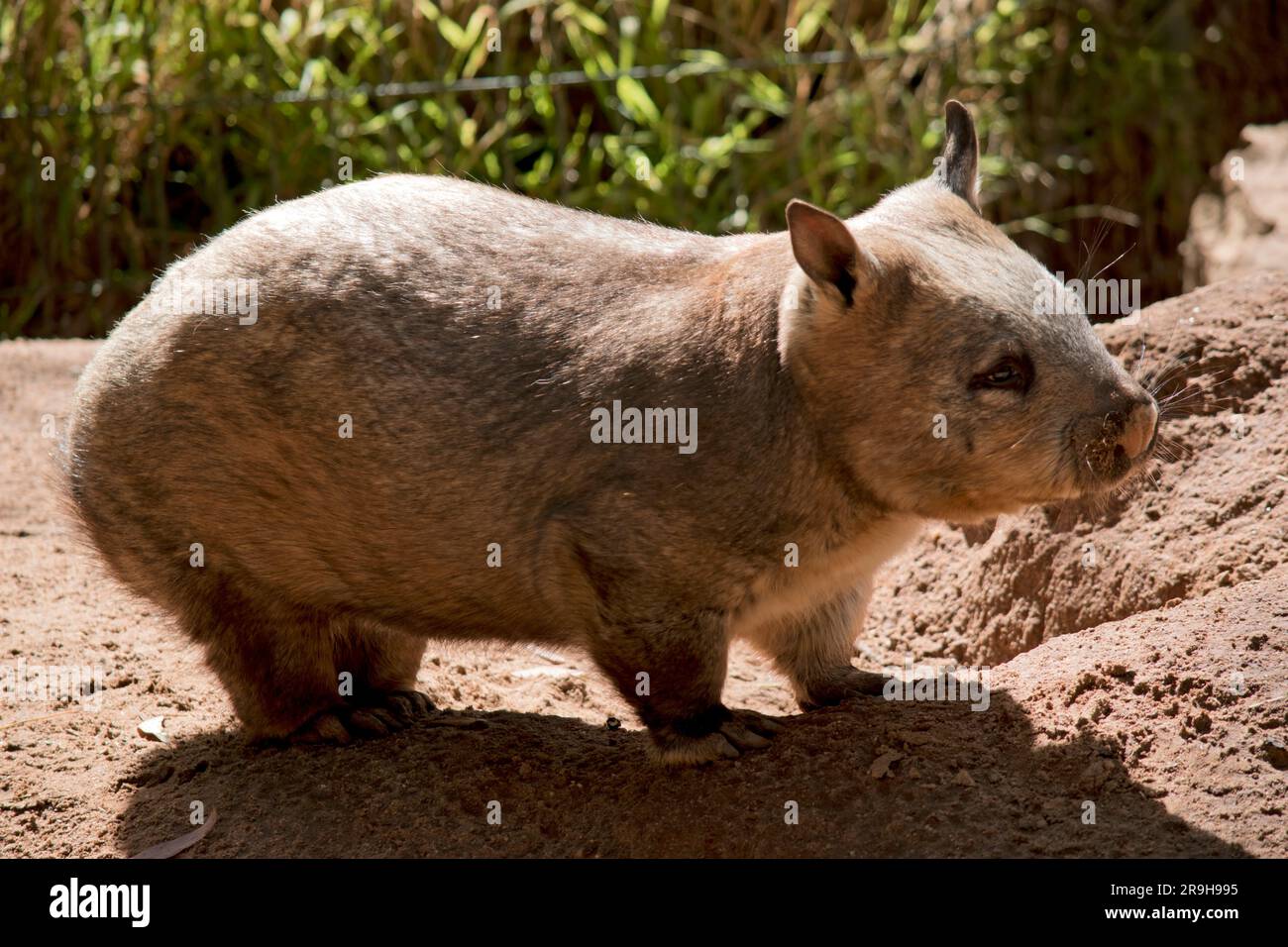 Animal whisker hi-res stock photography and images - Alamy