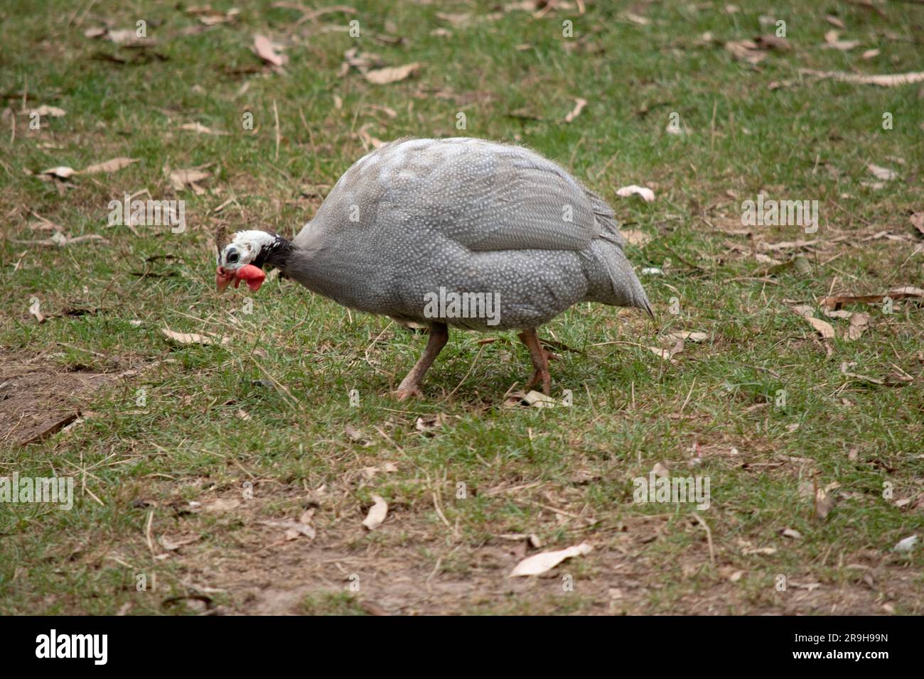 The Helmeted Guinea fowl is gray-black speckled with white. Like other ...