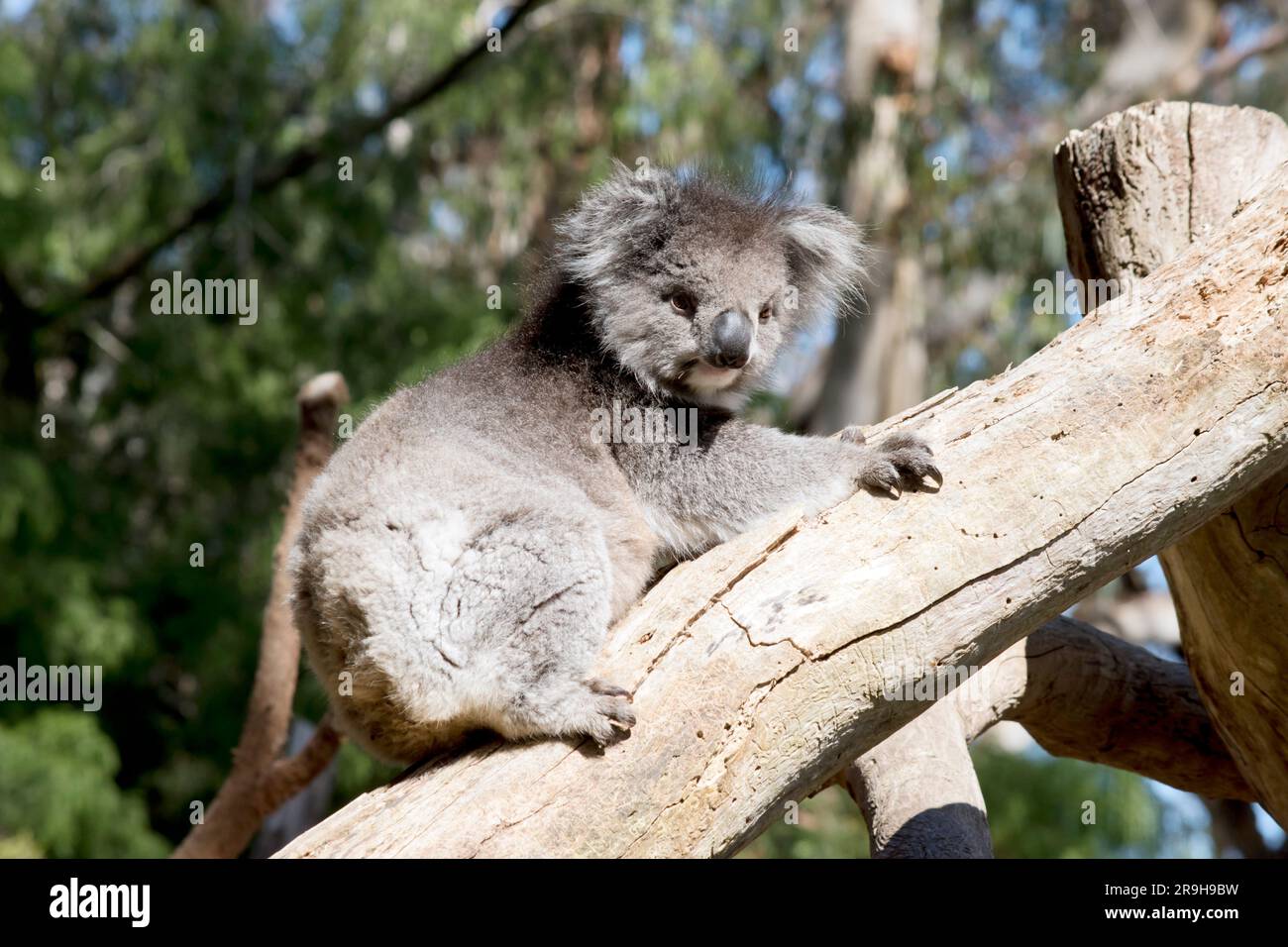 the koala are usually grey-brown in colour with white fur on the chest ...