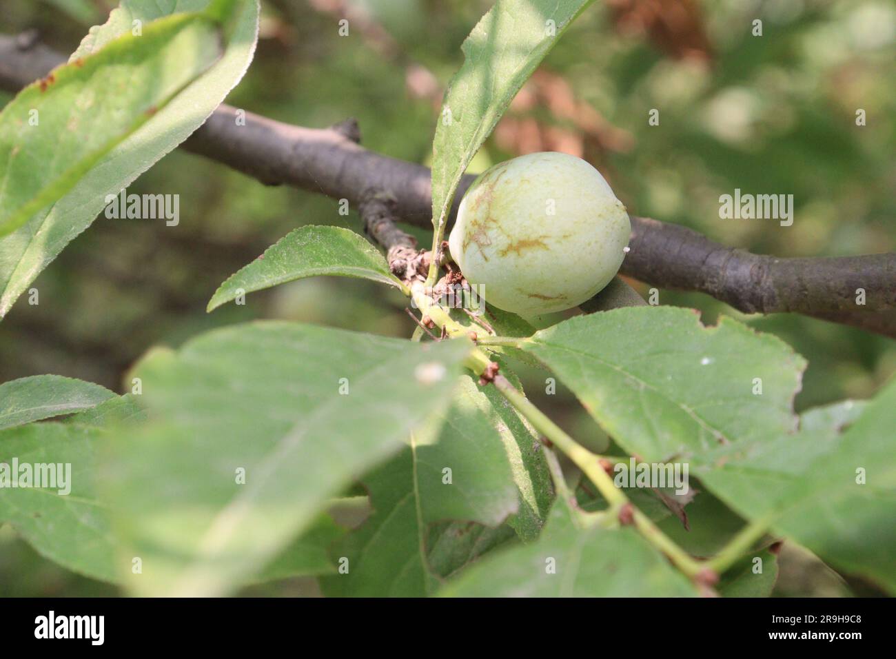 Apricot fruit on tree in farm for harvest are used fruit and spice ...