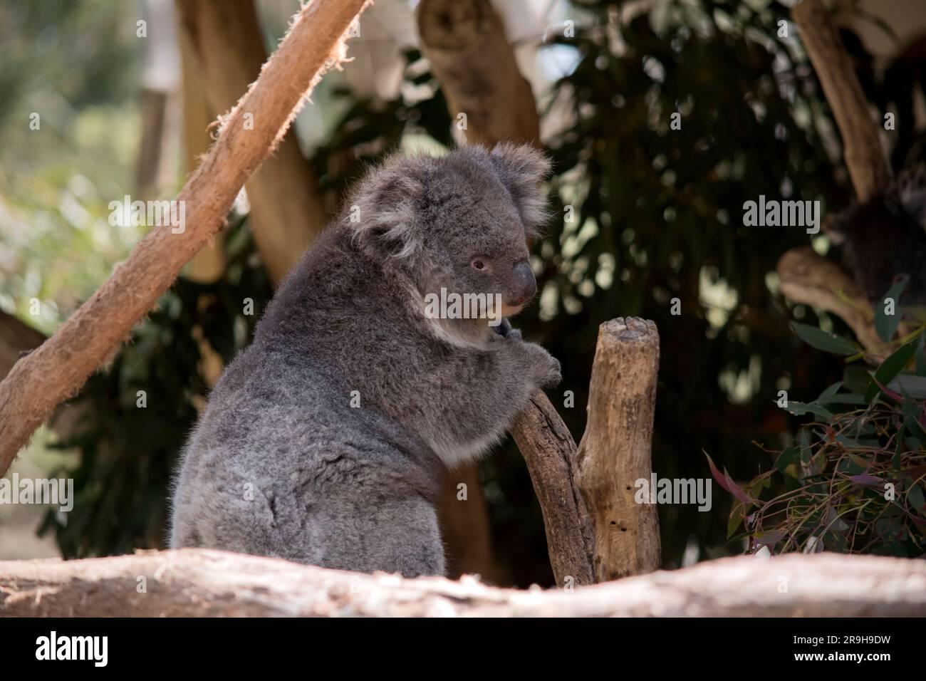 the koala is climbing down off a tree branch Stock Photo - Alamy