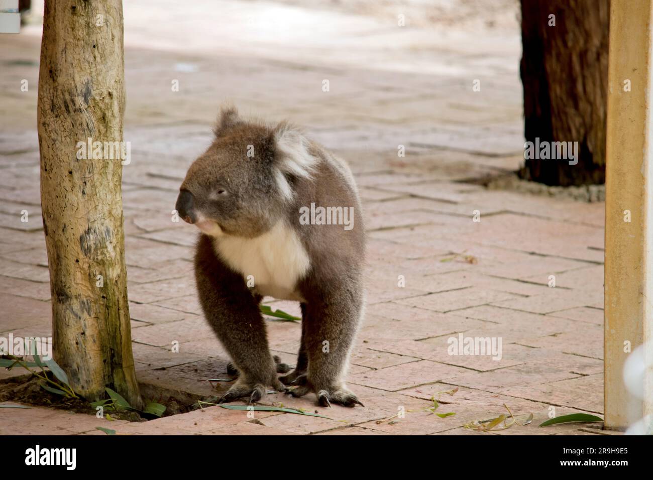 the Koala has a large round head, big furry ears and big black nose ...