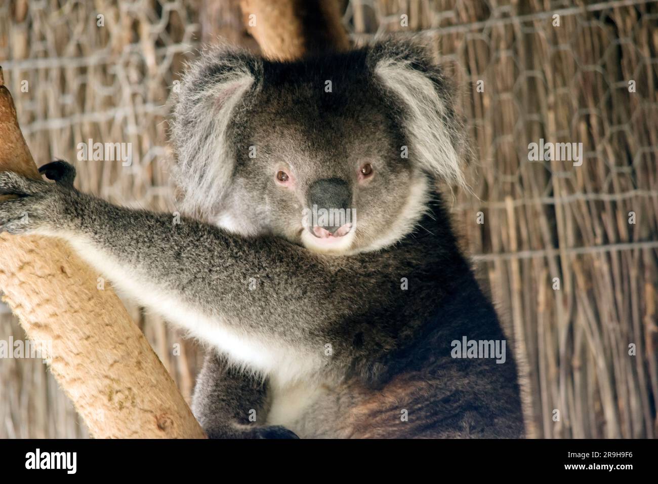 the Koala has a large round head, big furry ears and big black nose ...