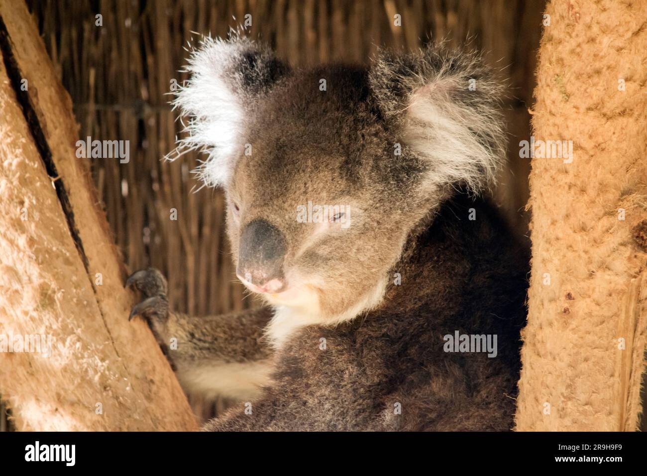 the Koala has a large round head, big furry ears and big black nose ...