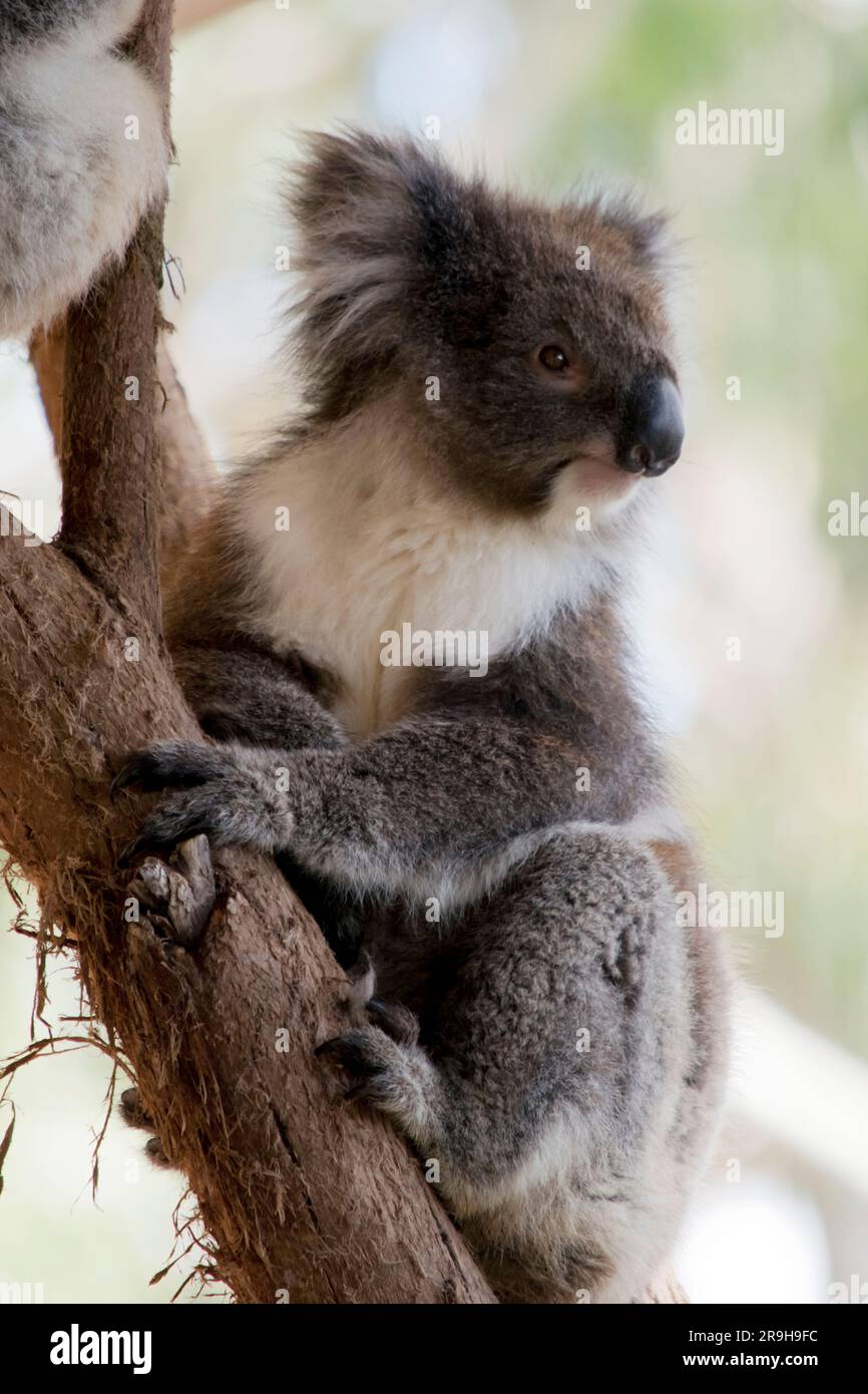 The Koala has a large round head, big furry ears and big black nose ...