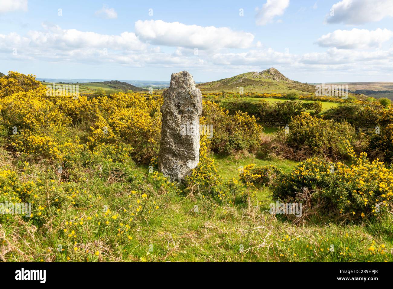 Weathered standing stone Celtic cross with flowering gorse, granite ...