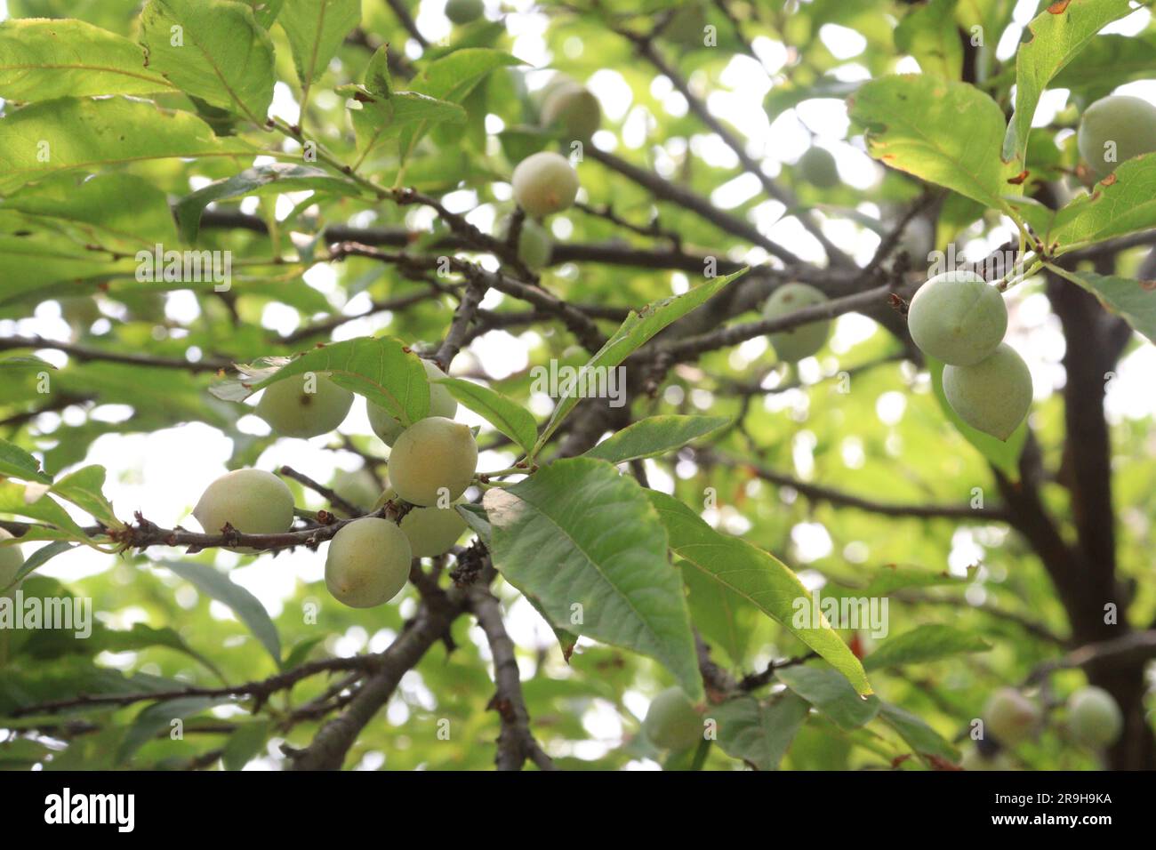 Apricot fruit on tree in farm for harvest are used fruit and spice ...