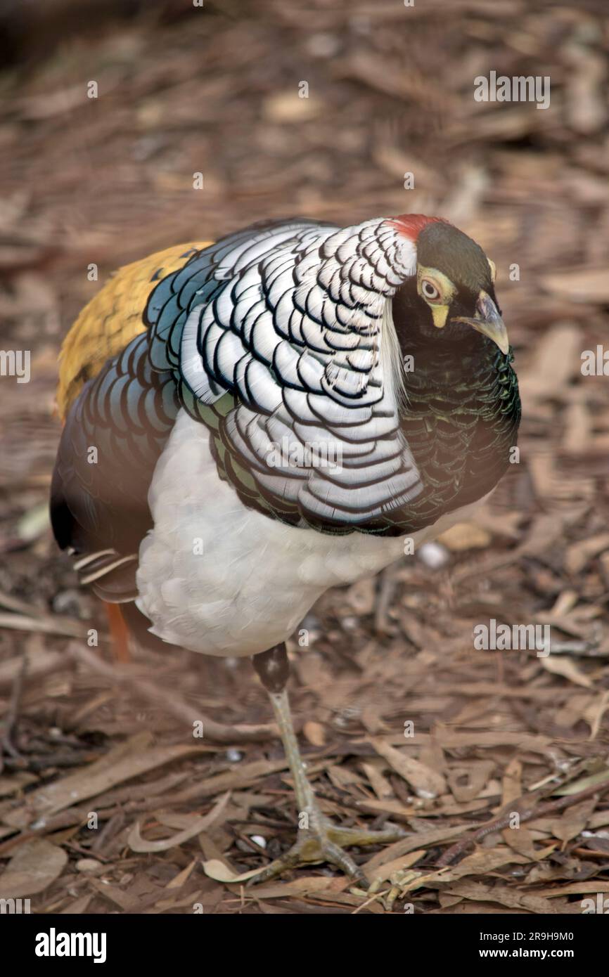 the lady Amherst pheasant is a colourful body of green, blue, red ...