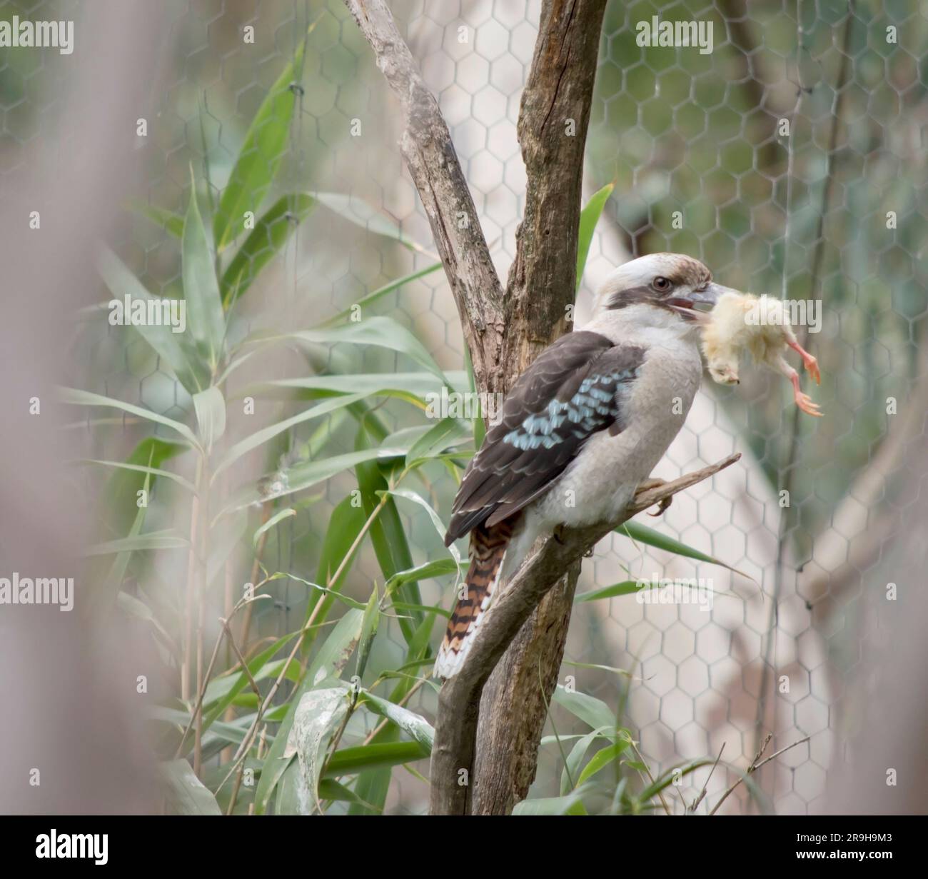 Kookaburras have an off-white head, which is marked by a distinctive ...