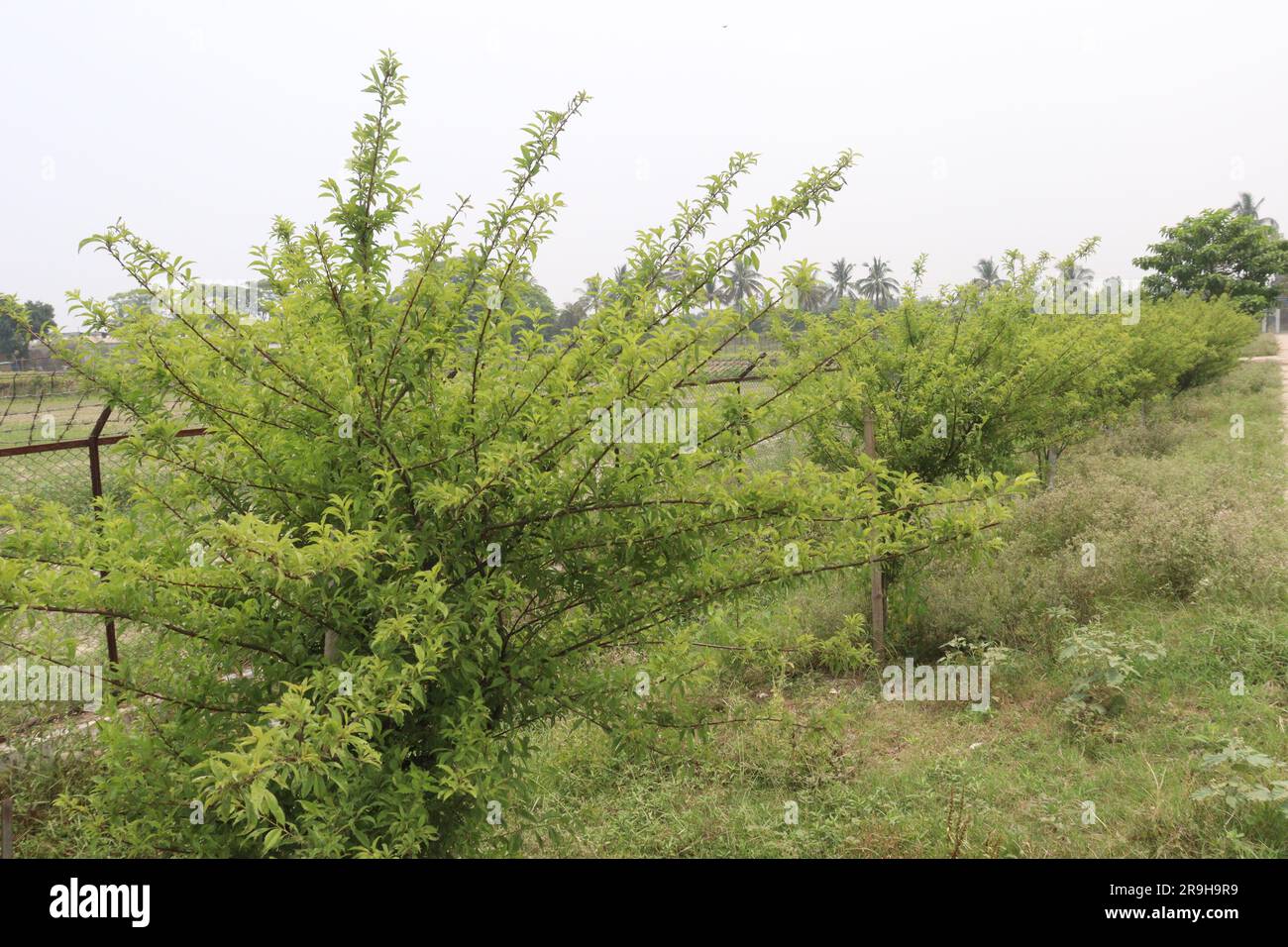 Apricot fruit on tree in farm for harvest are used fruit and spice ...
