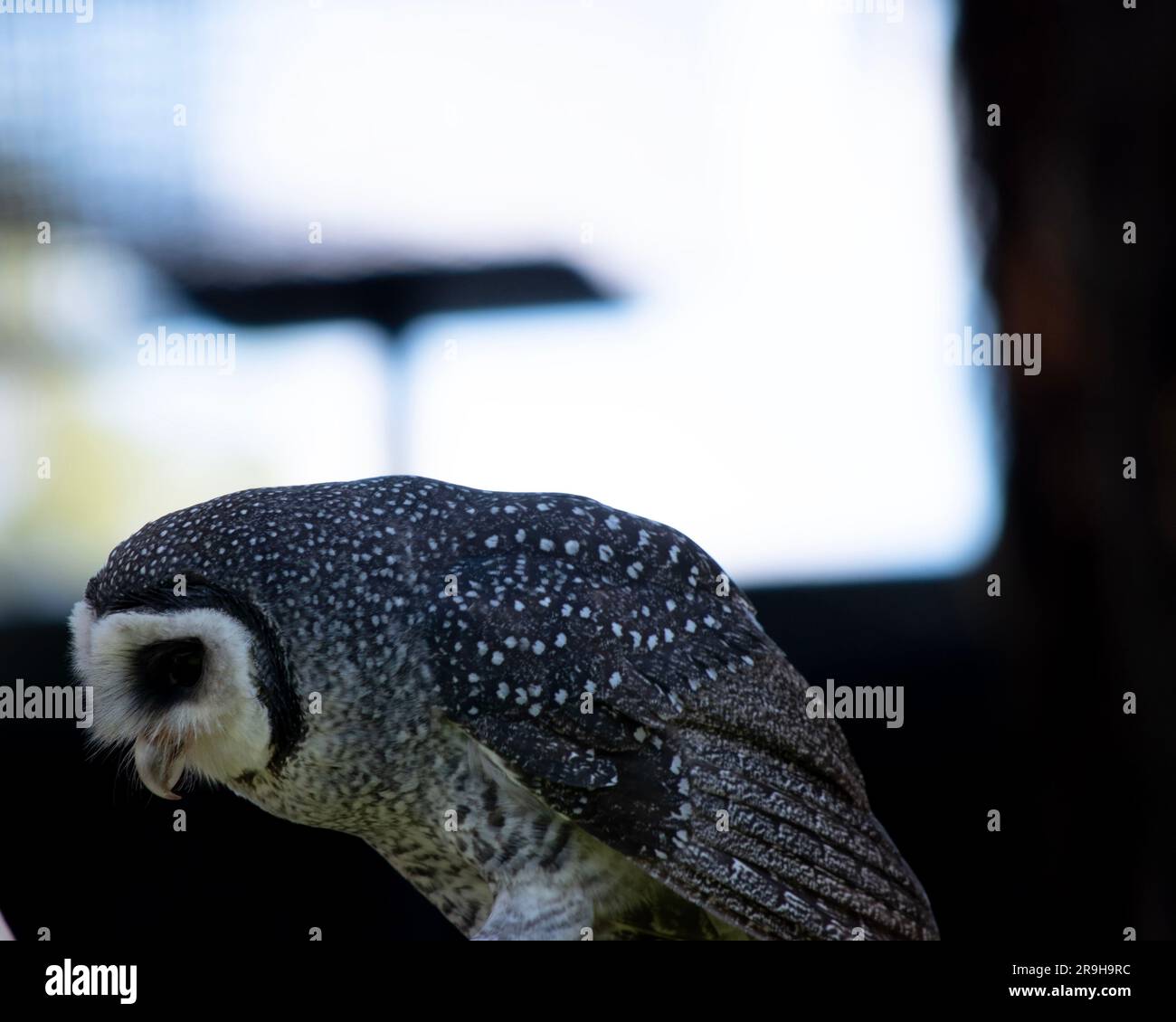 The lesser sooty owl is a dark sooty-grey in color, with large eyes in ...