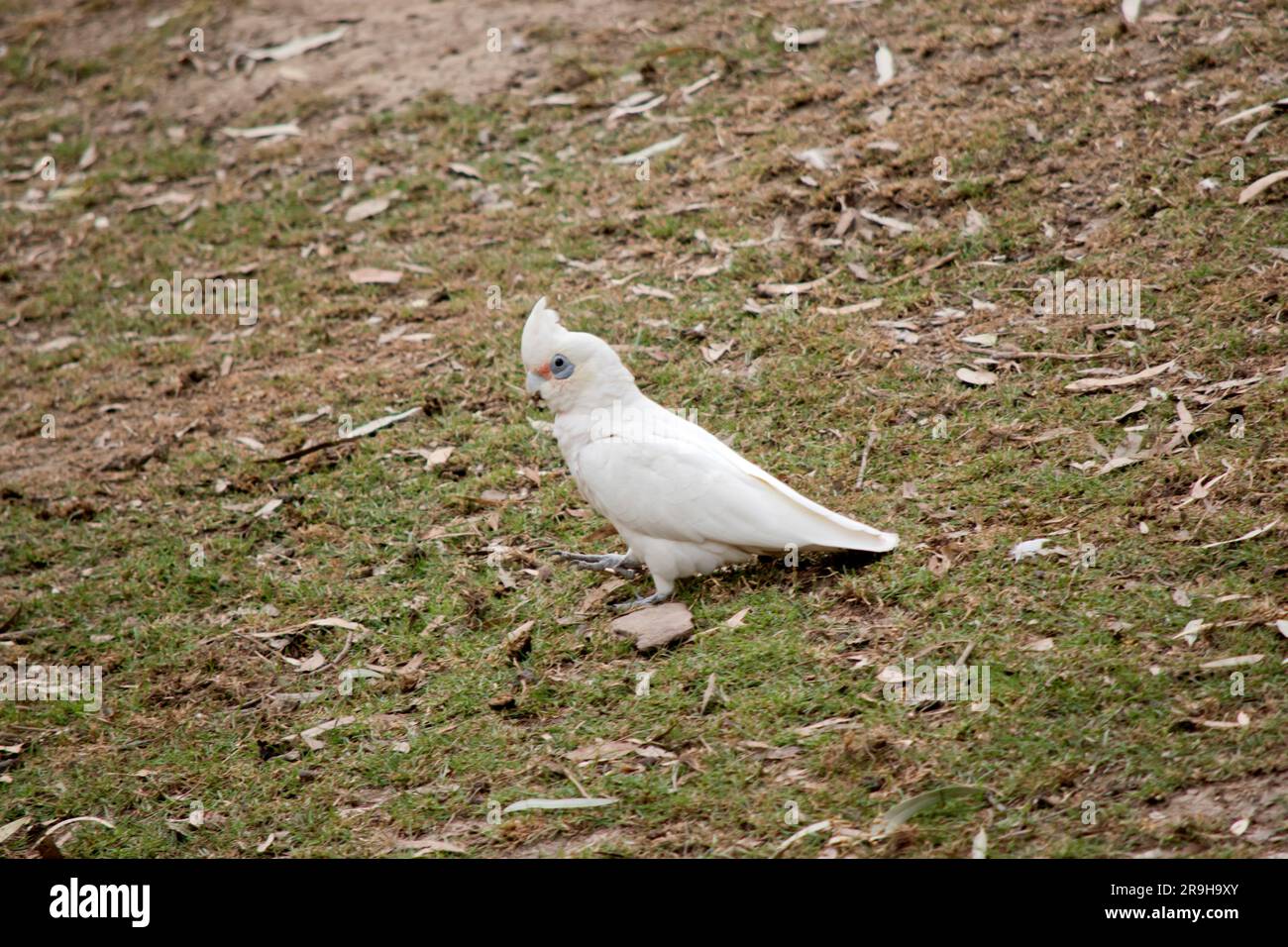 the little corella is an all white bird with red on the face with a ...