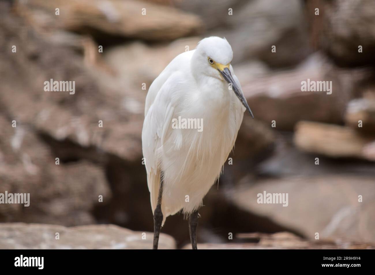 The little egret has a relatively short, thick neck, a sturdy bill, and ...
