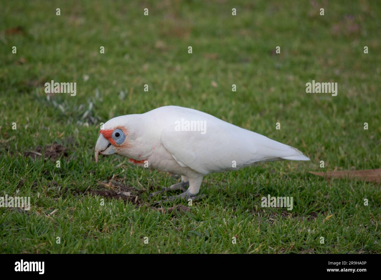 the long billed corella is an all white bird with red on the face and ...