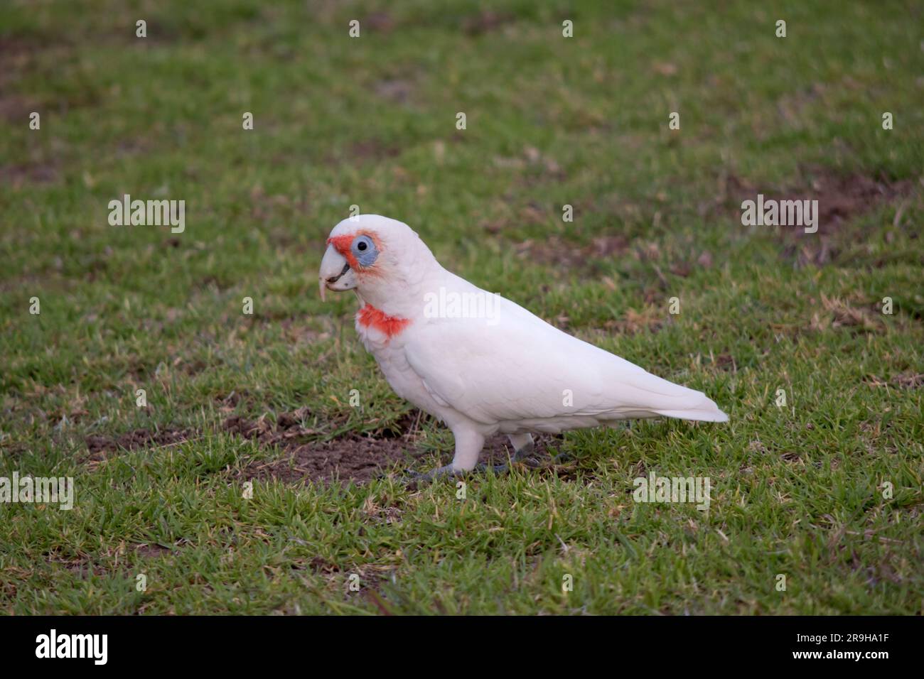 the long billed corella is an all white bird with red on the face and ...