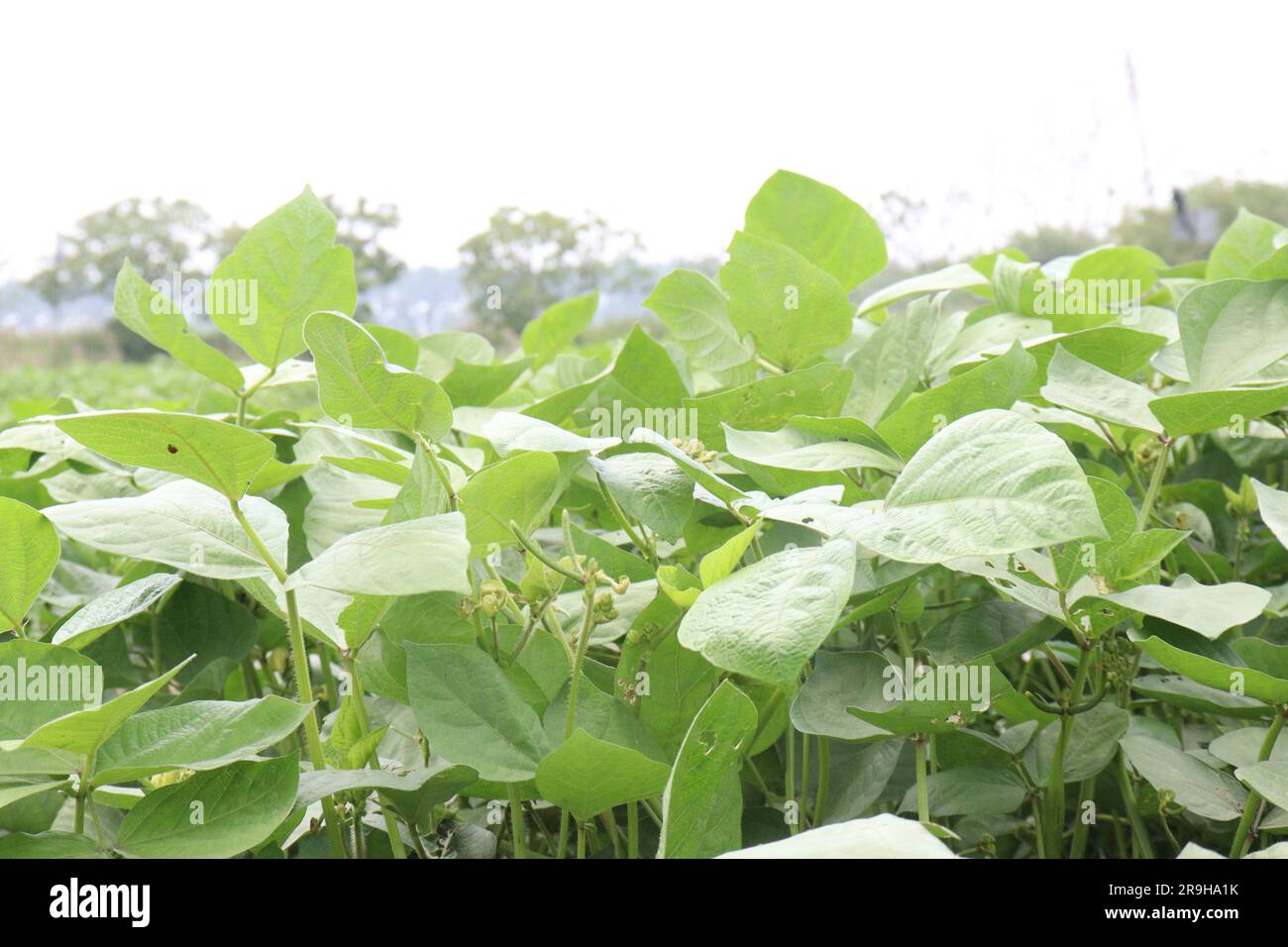 mung bean on tree in farm for harvest are cash crops Stock Photo - Alamy