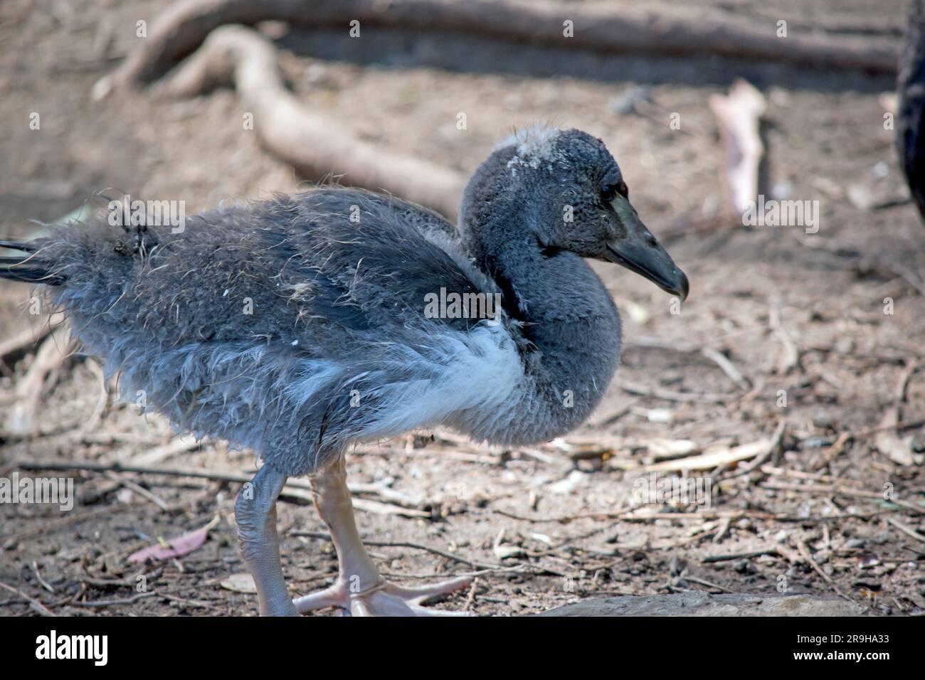 Magpie gosling grey hi-res stock photography and images - Alamy