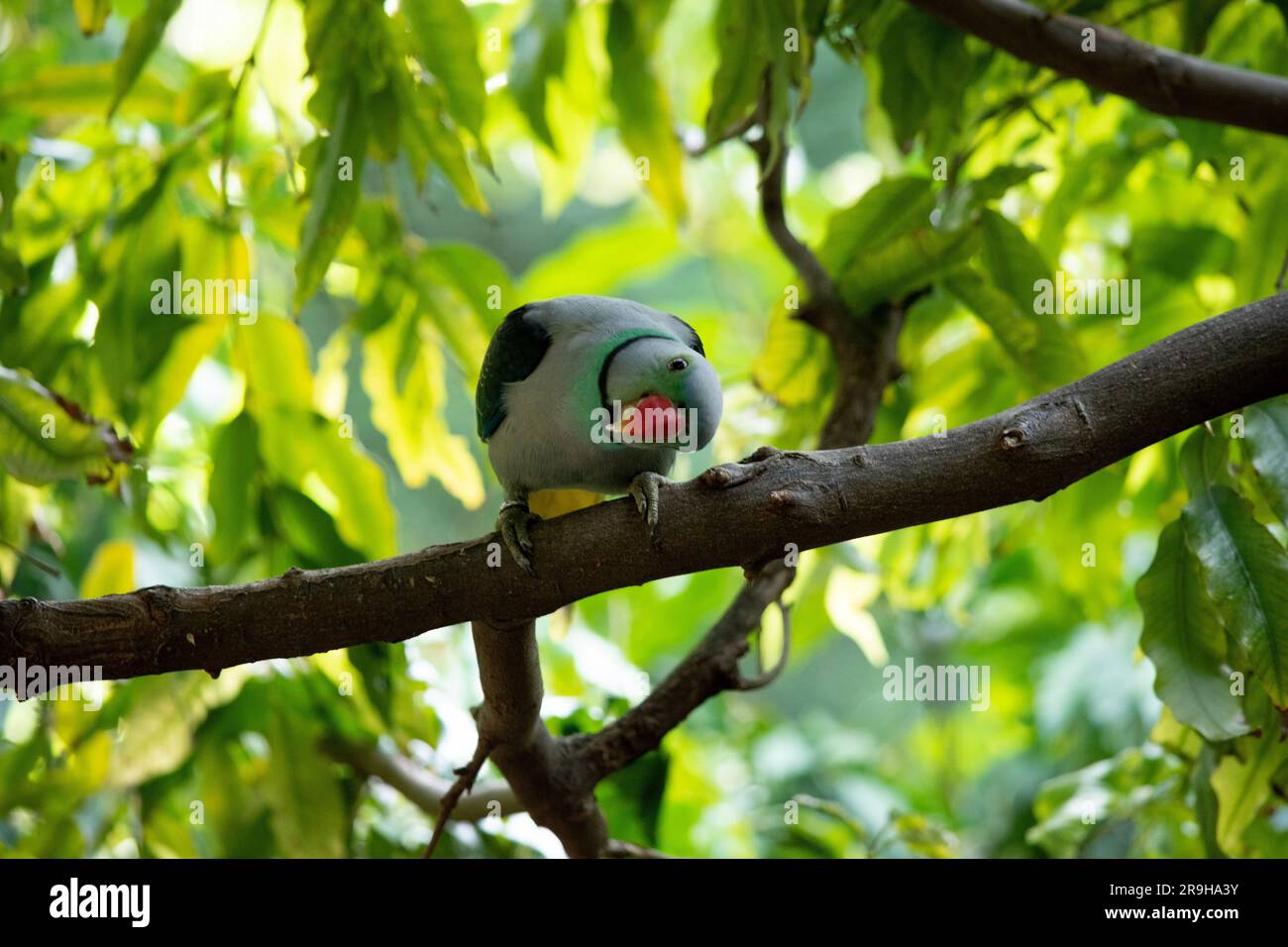 The Malabar parakeet, known also as the blue-winged parakeet, is a ...