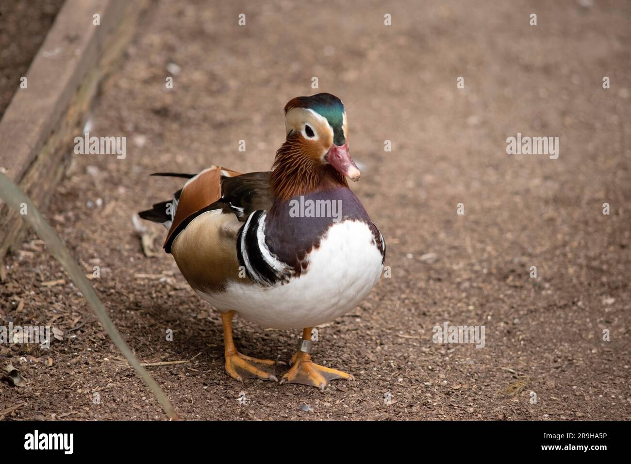 The male mandarin duck has the most elaborate and ornate plumage with ...