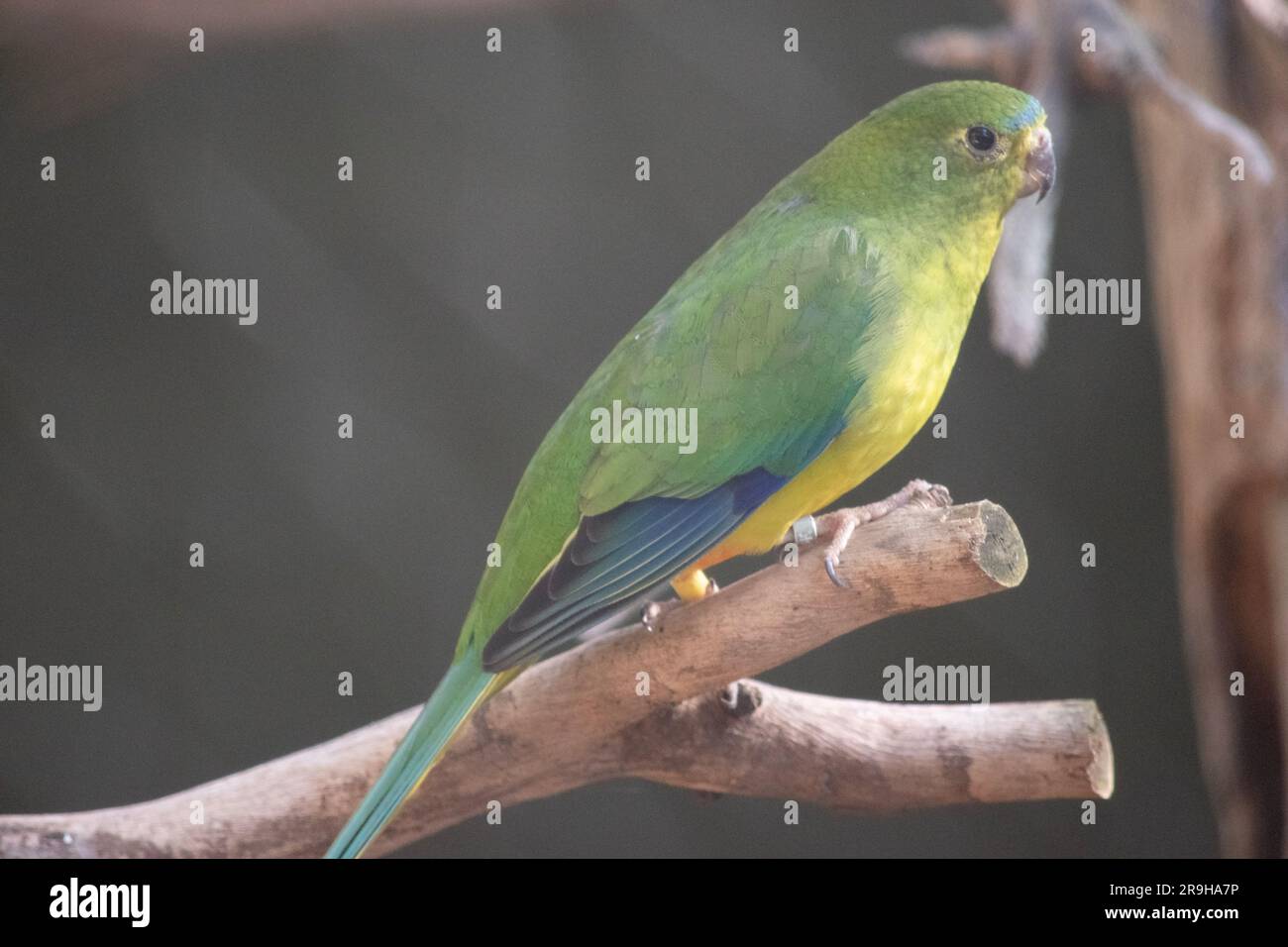 the orange bellied parrot has a blue forehead-band (that does not ...