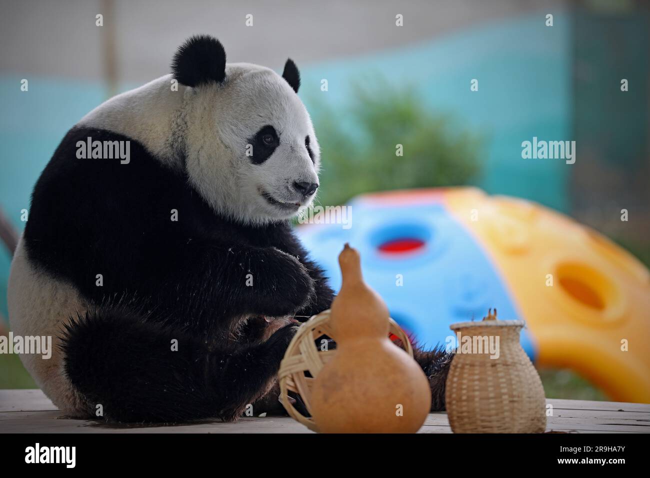 Anshan, China's Liaoning Province. 26th June, 2023. Giant panda Gang ...