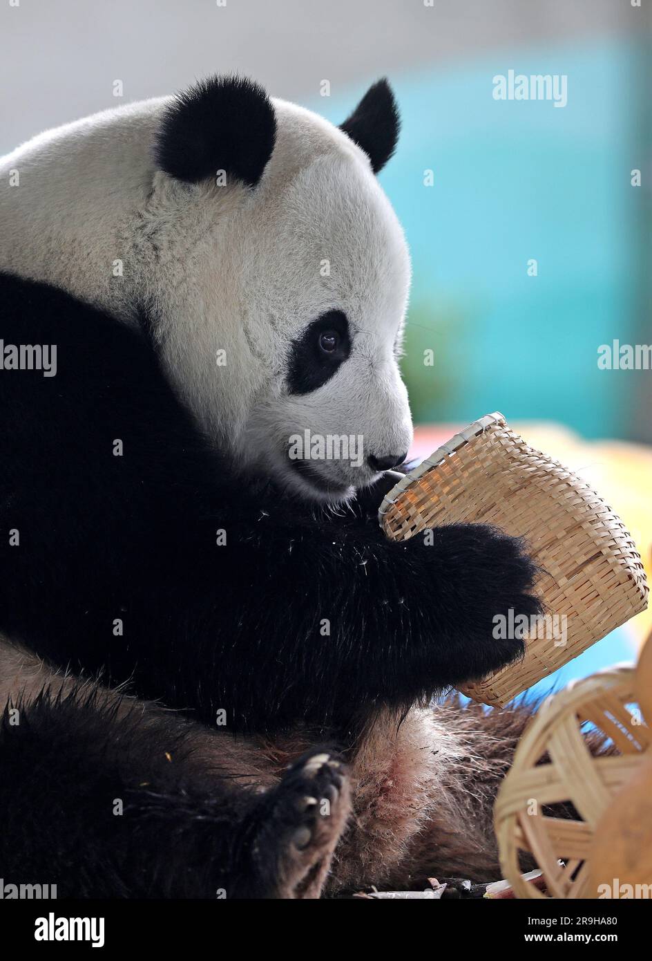 Anshan, China's Liaoning Province. 26th June, 2023. Giant panda Gang ...
