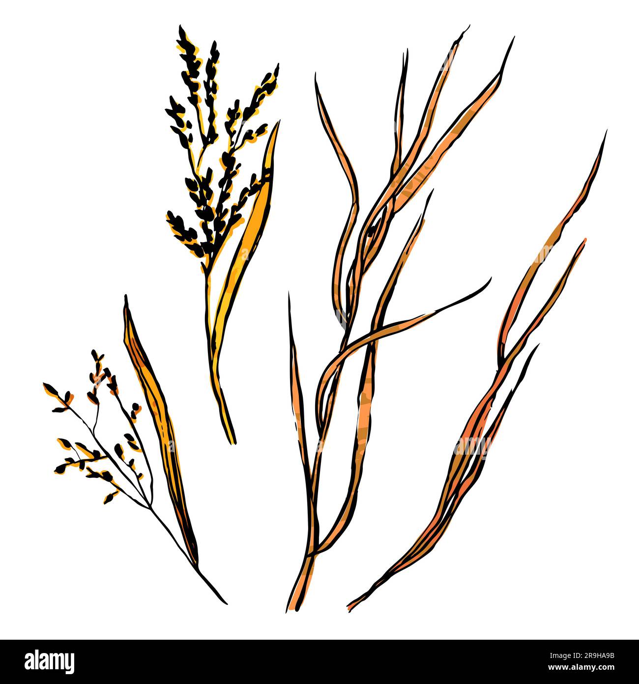 Dry herb on autumn Stock Vector Images - Alamy